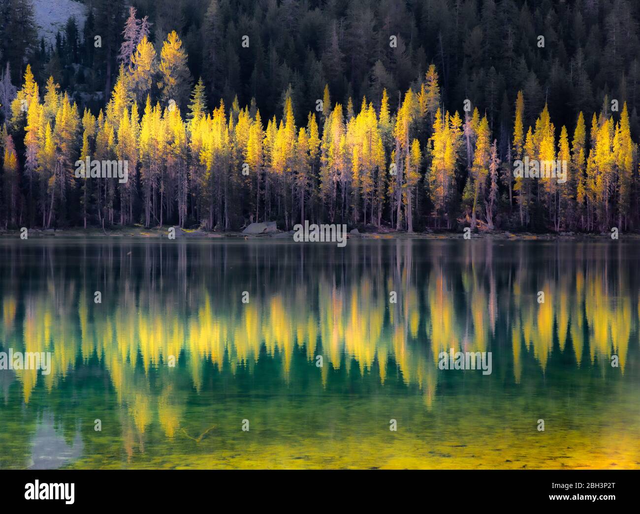 Forest lake reflection in autumn in California Stock Photo - Alamy