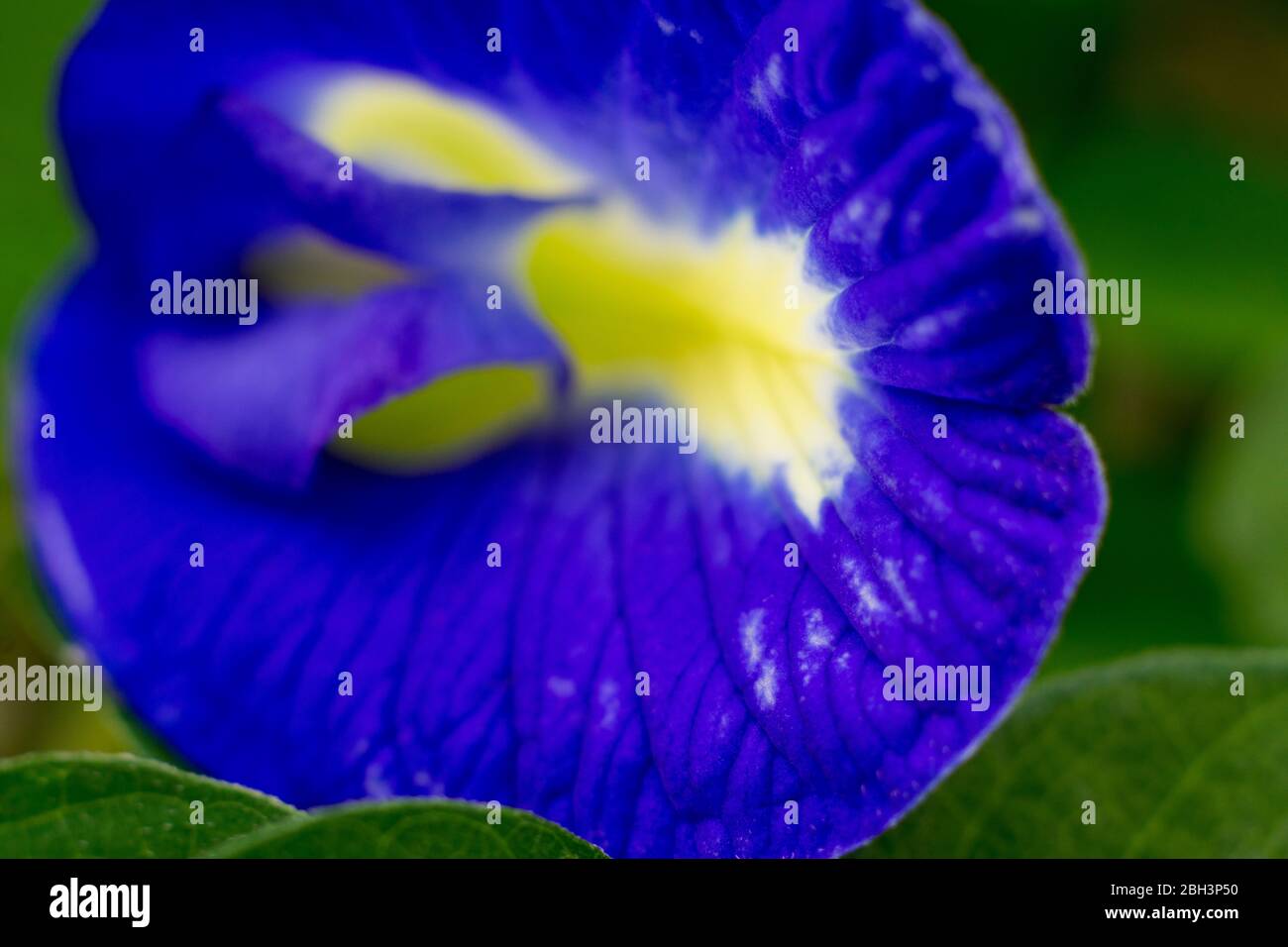 Blue Clitoria ternatea Aparajita Butterfly pea Flower Closeup Stock ...