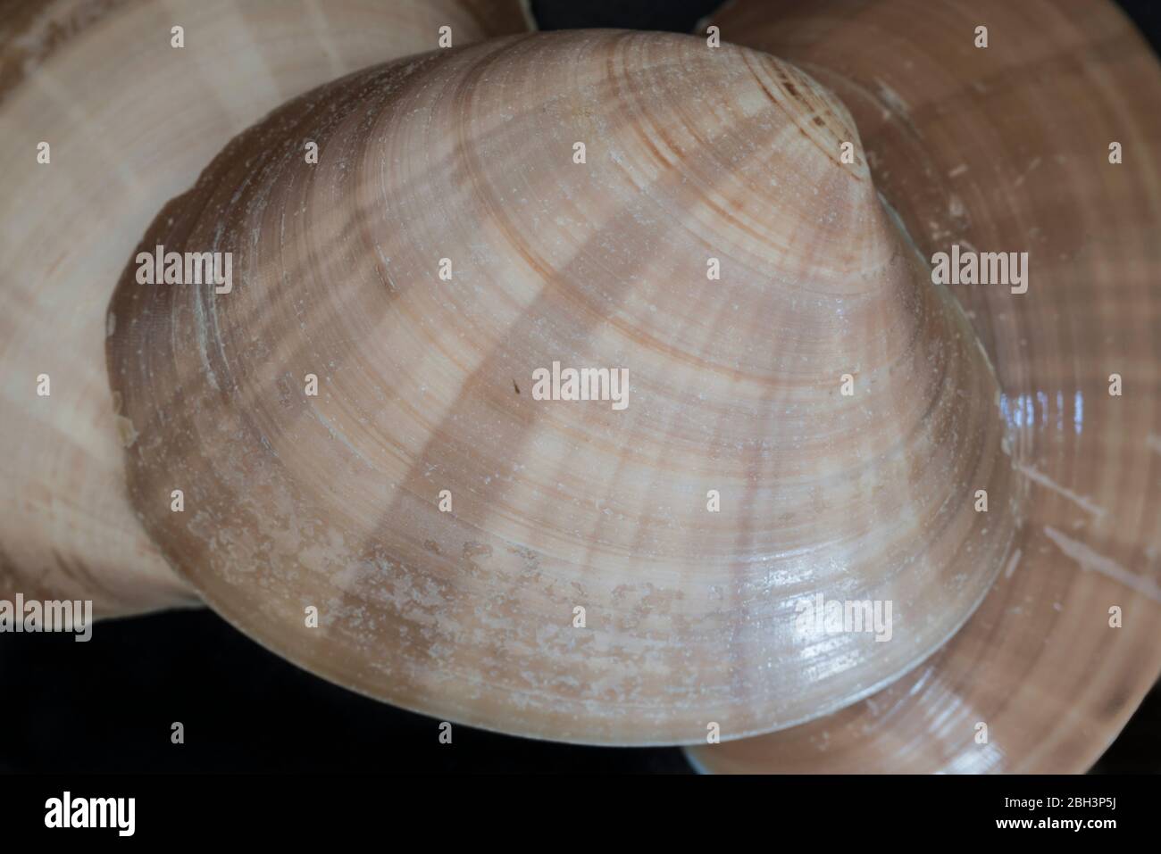 Bivalve shell - Brown Venus (Macrocallistra chione Stock Photo - Alamy