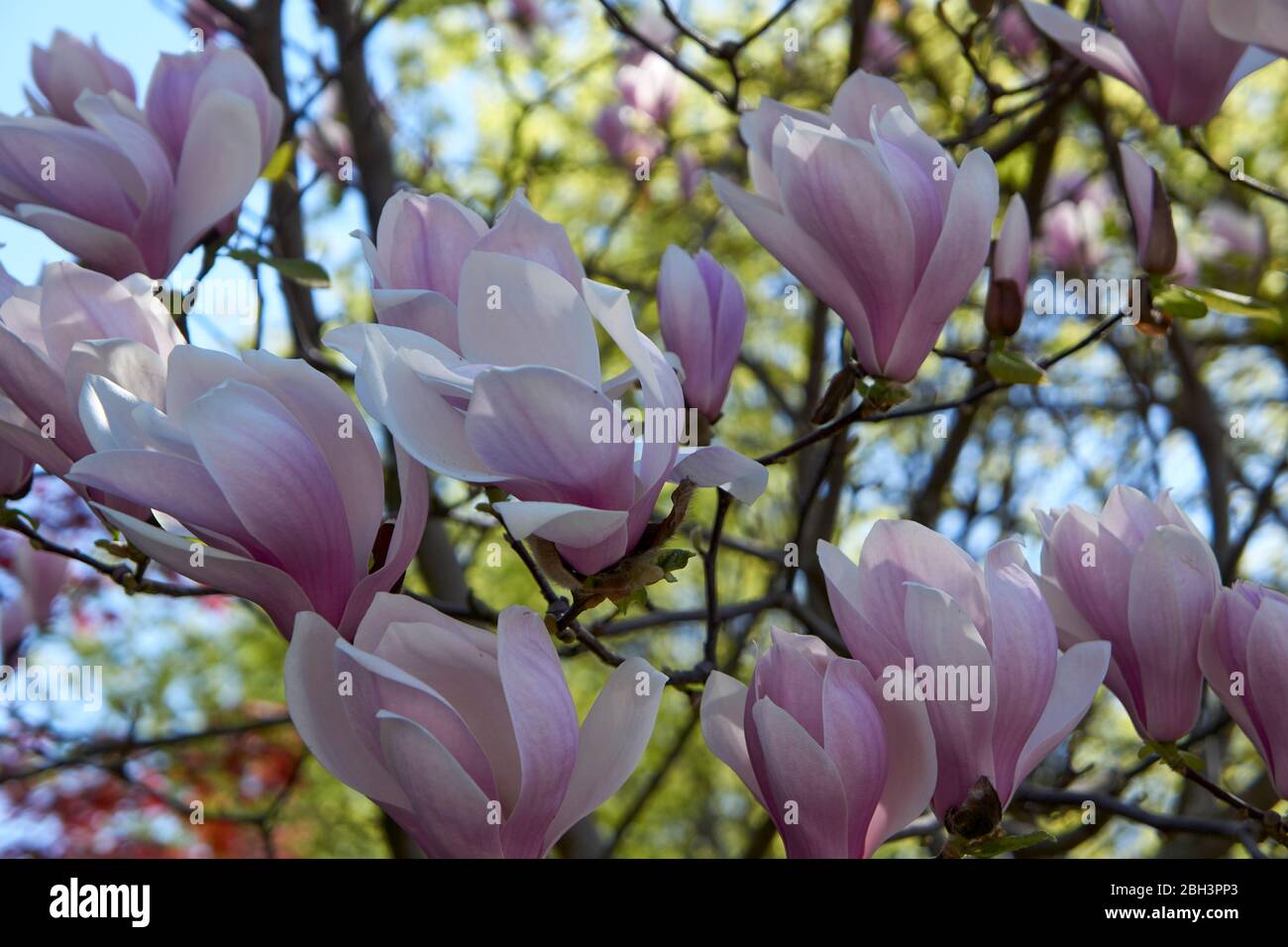 Closeup of white and purple magnolia flowers blossoming in spring ...