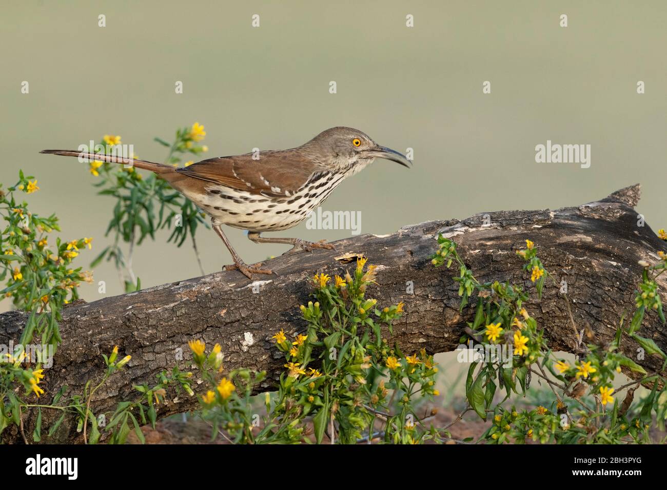 Long-billed Thrasher (Toxostoma longirostre), is a medium-sized ...