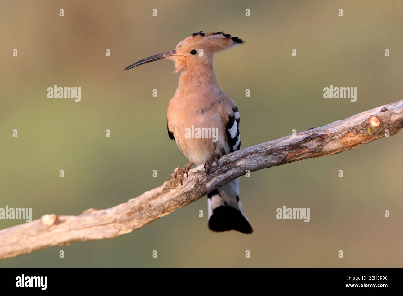 Hoopoe (Upupa epops). Male of Hoopoe in El Escorial. Madrid. Spain ...