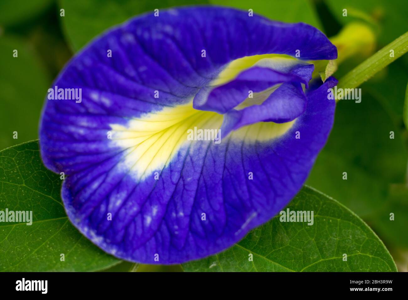 Blue Clitoria ternatea Aparajita Butterfly pea Flower Closeup Stock ...