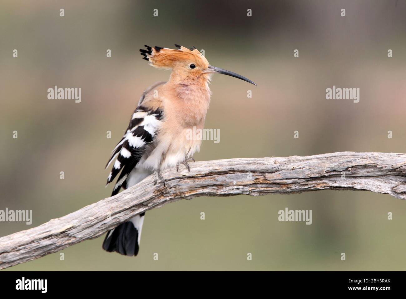Hoopoe (Upupa epops). Male of Hoopoe in El Escorial. Madrid. Spain ...