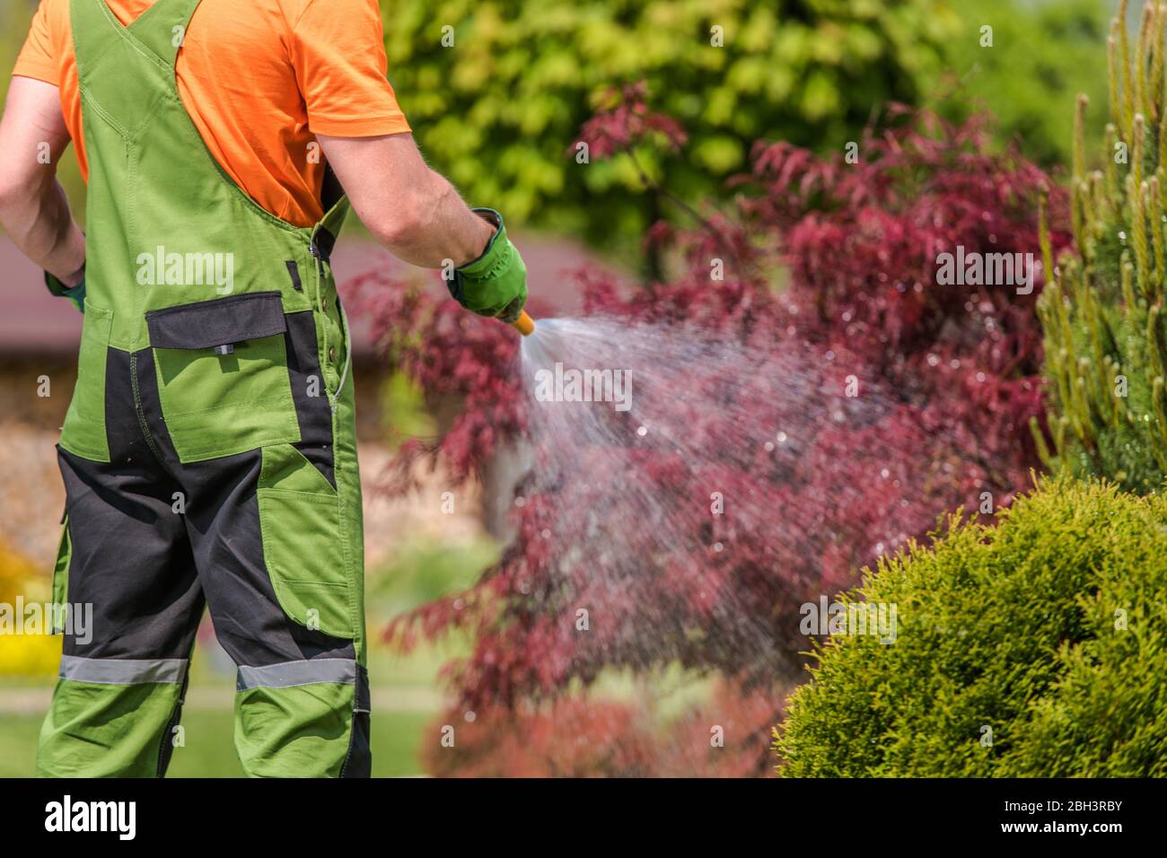 Person waters plants using garden hi-res stock photography and images ...