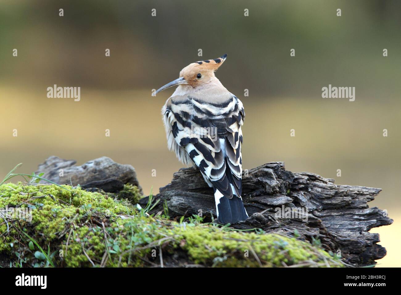 Hoopoe (Upupa epops). Male of Hoopoe in El Escorial. Madrid. Spain ...