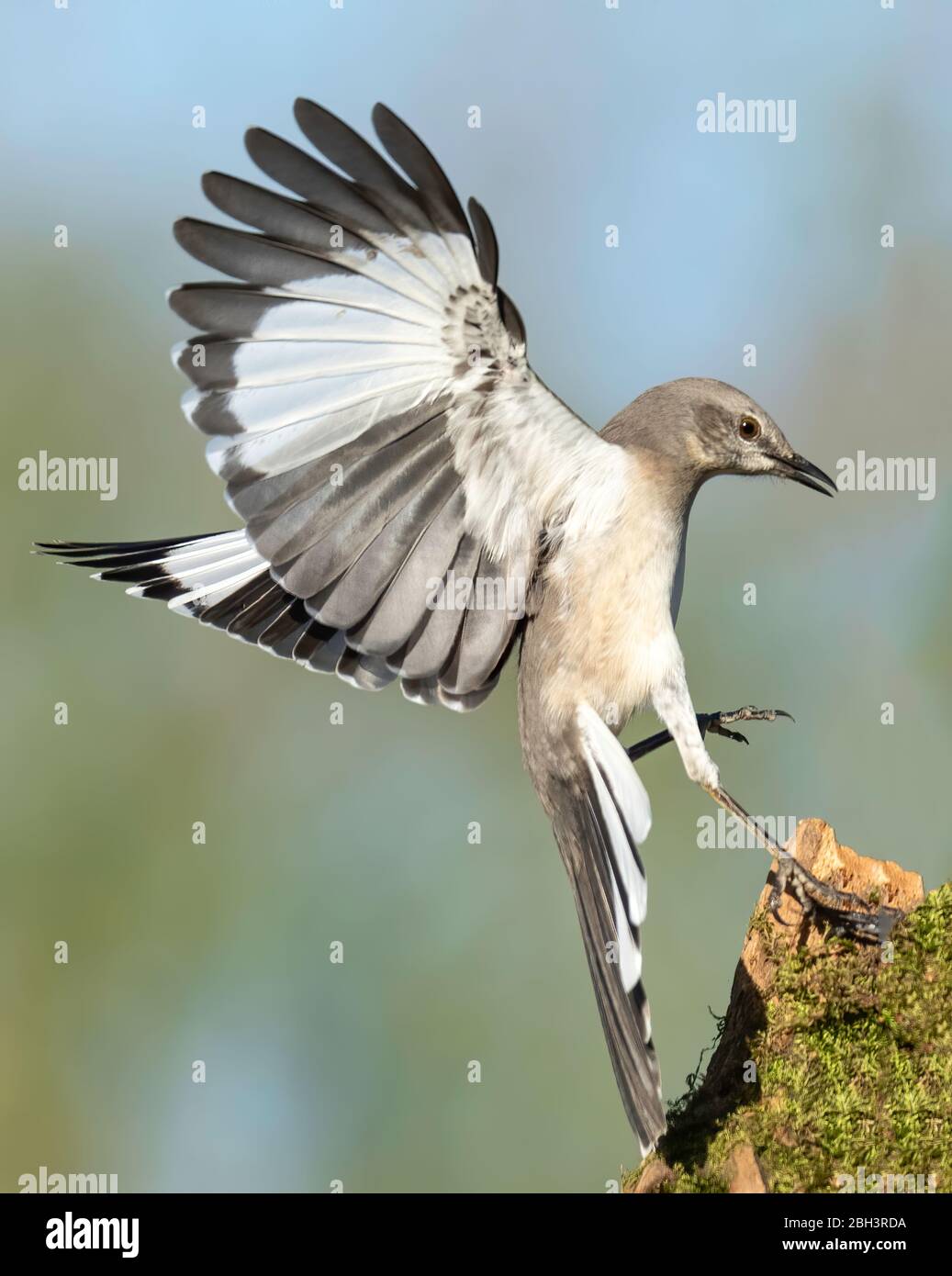 Southern Mockingbird Flying