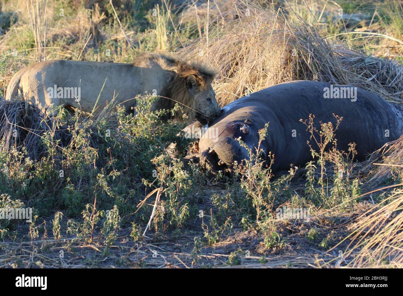 Male lion feeding on a carcass Stock Photo - Alamy
