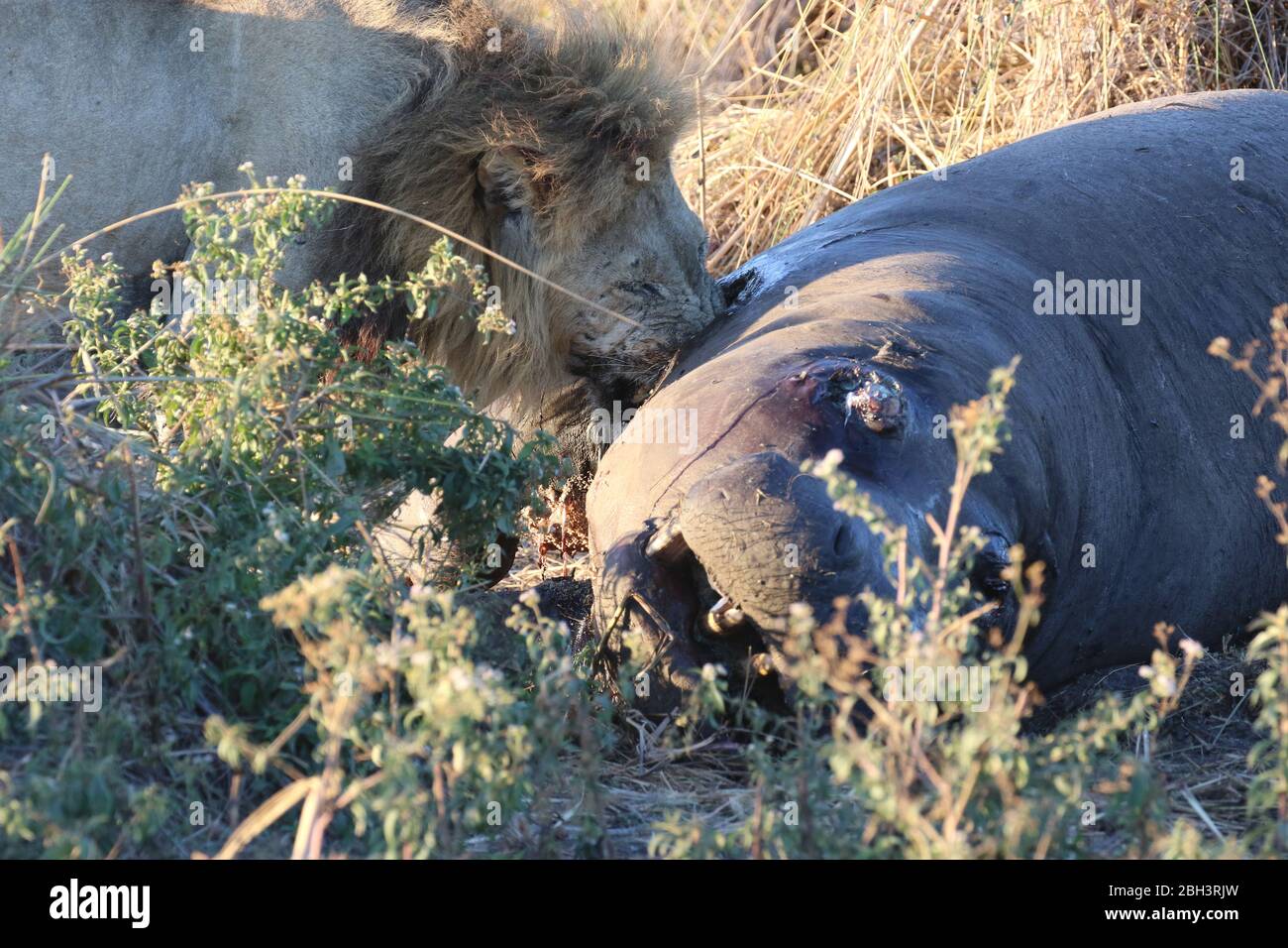 Male lion feeding on a carcass Stock Photo - Alamy