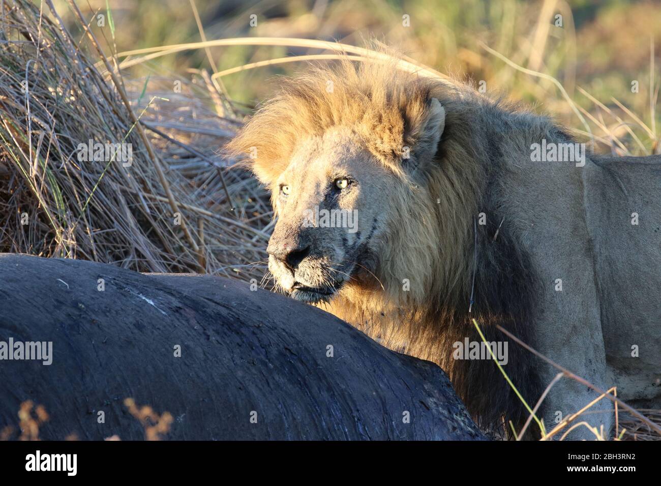 Male lion feeding on a carcass Stock Photo - Alamy