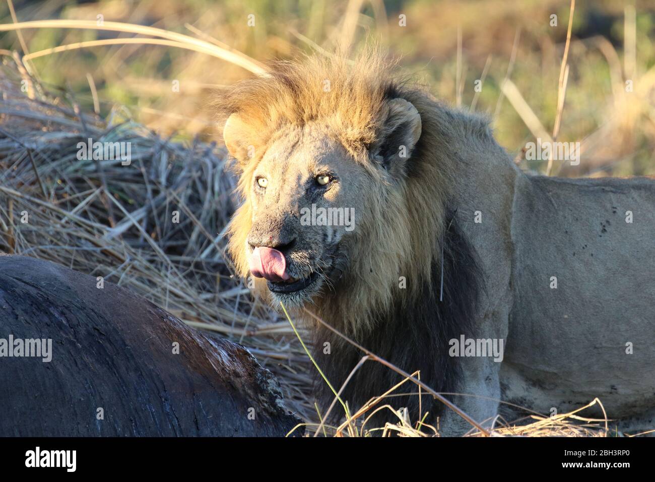 Male lion feeding on a carcass Stock Photo - Alamy
