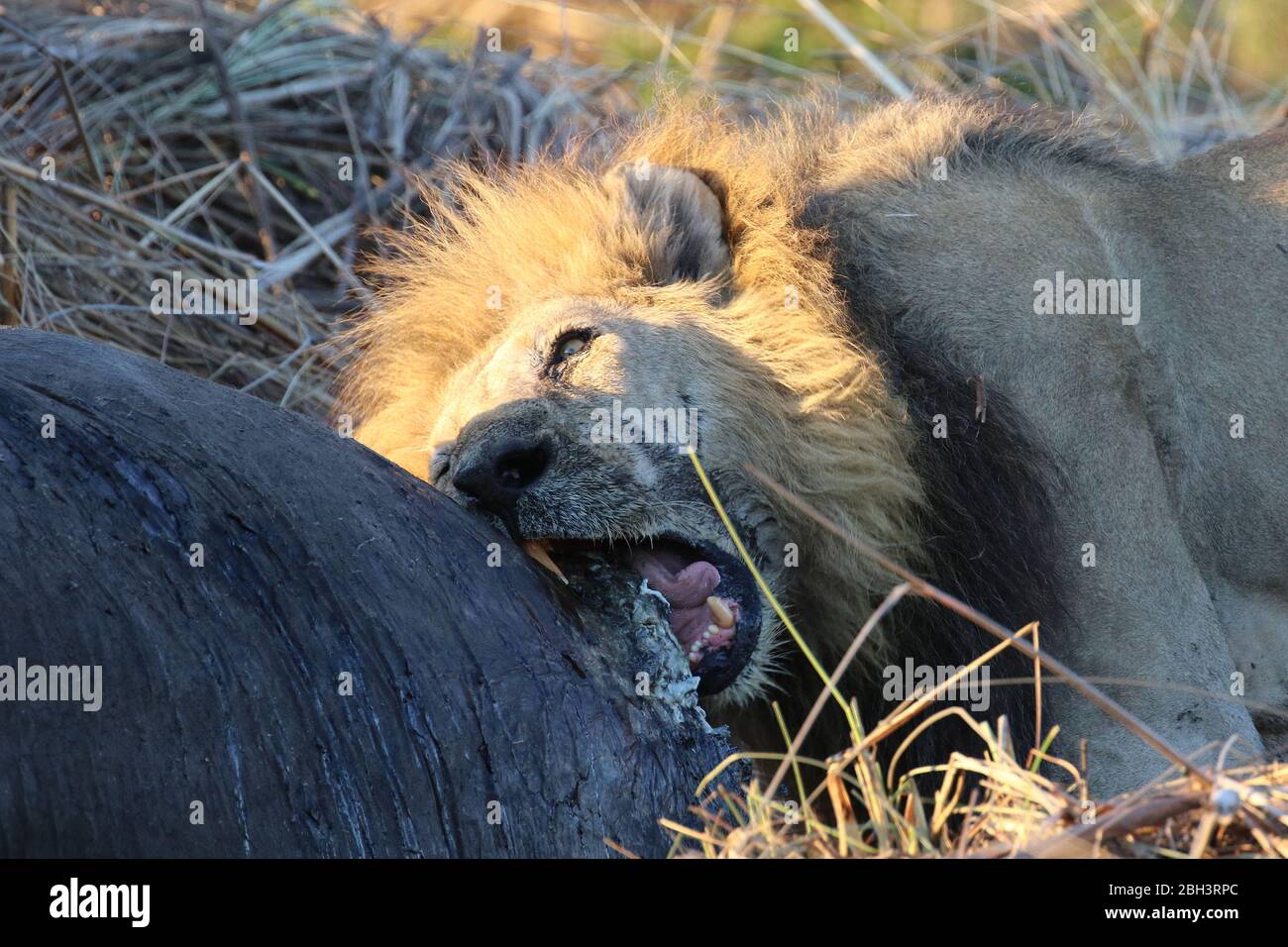 Male lion feeding on a carcass Stock Photo - Alamy