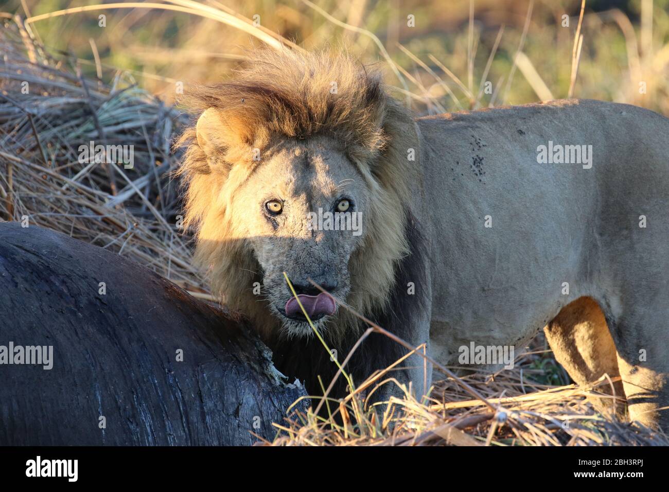 Male lion feeding on a carcass Stock Photo - Alamy
