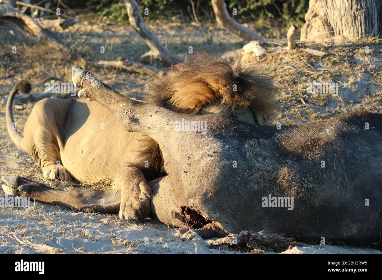 Male lion eating on a buffalo carcass hi-res stock photography and ...