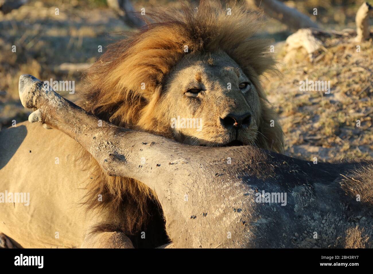 Male lion feeding on a carcass Stock Photo - Alamy