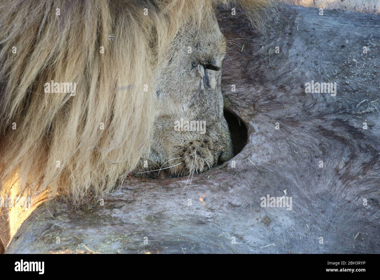 Male lion feeding on a carcass Stock Photo - Alamy