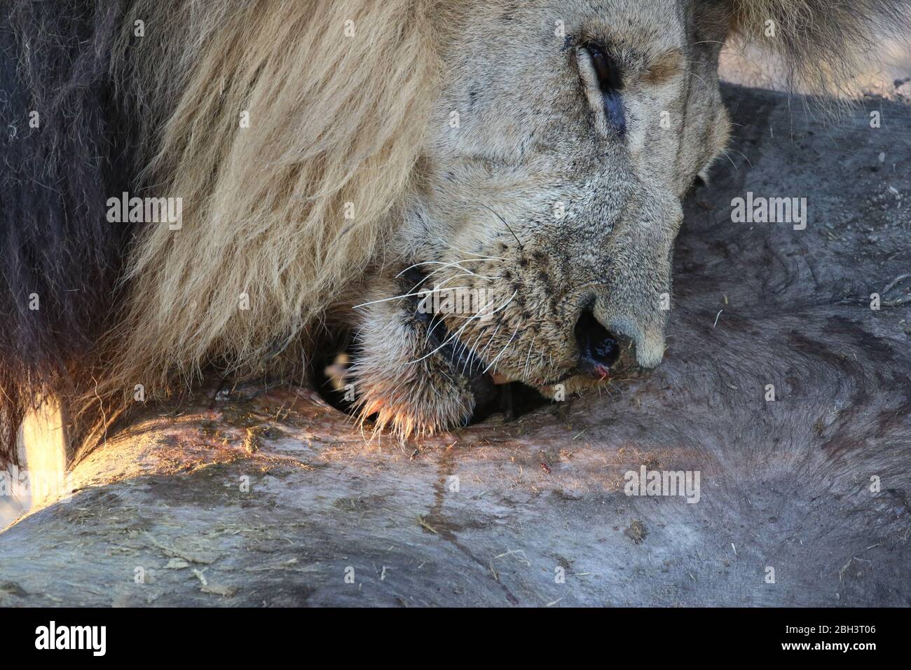 Male lion feeding on a carcass Stock Photo - Alamy