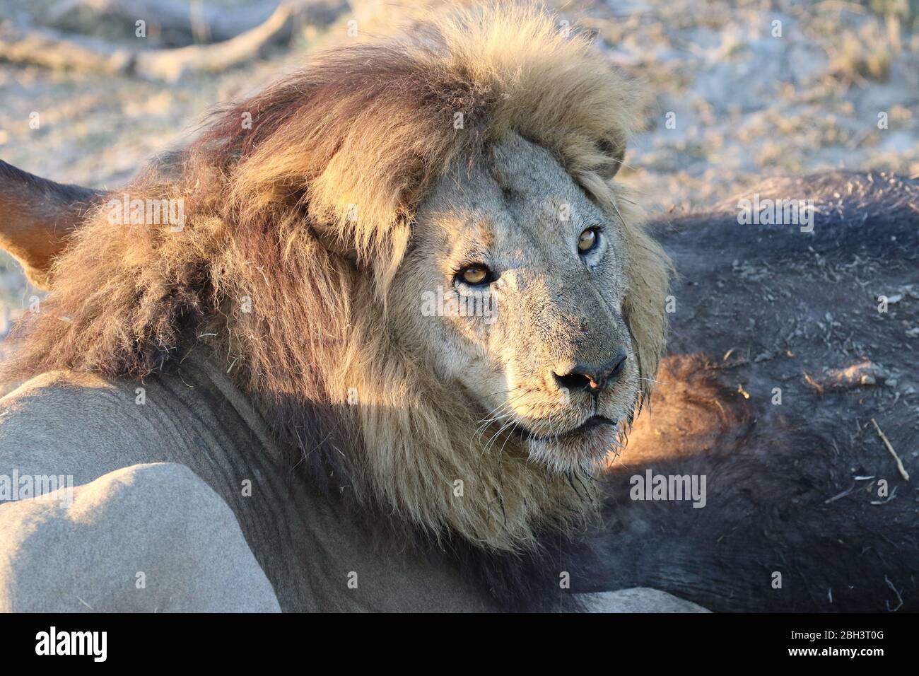Male lion feeding on a carcass Stock Photo - Alamy