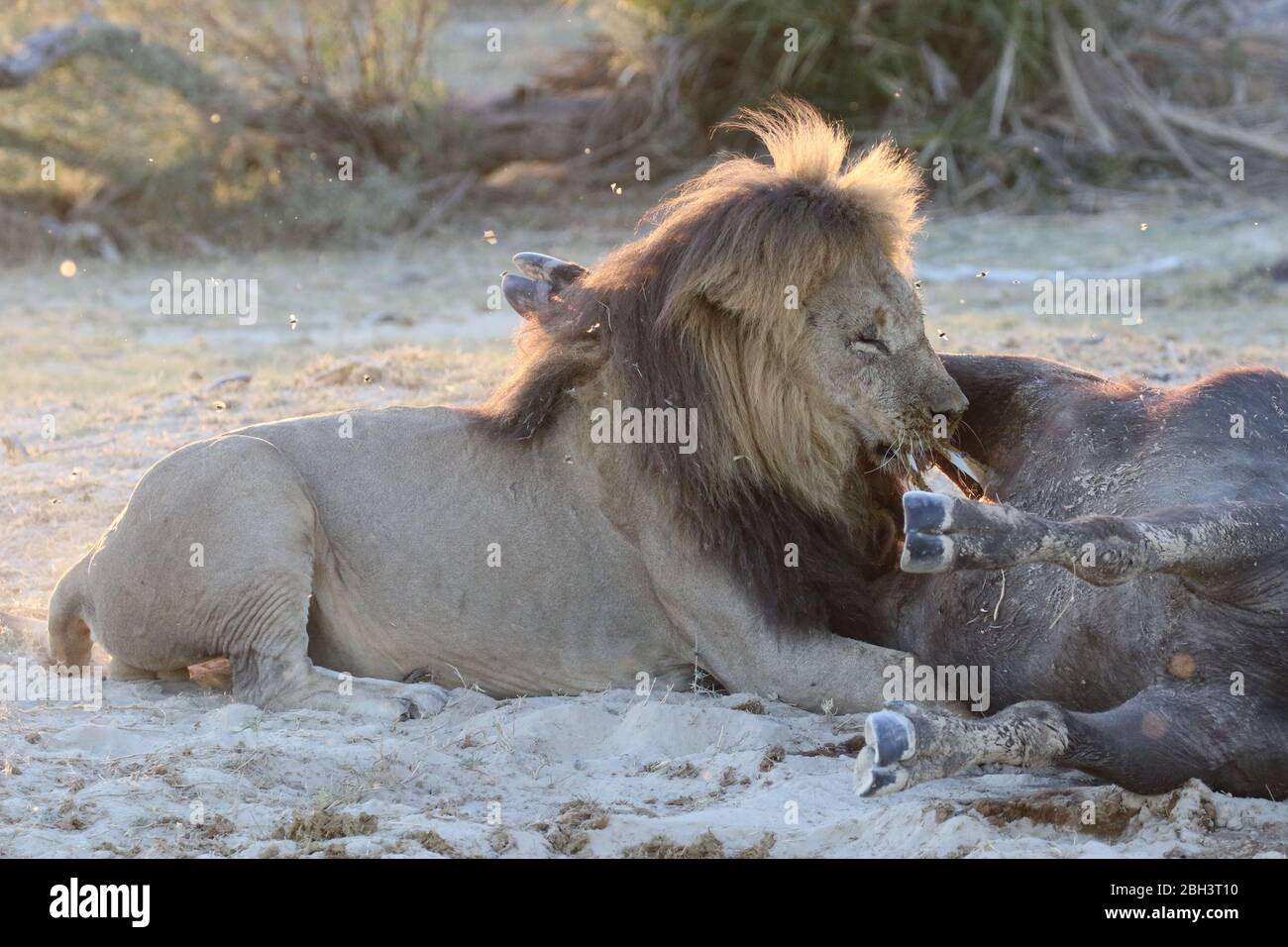 Male lion eating on a buffalo carcass hi-res stock photography and ...