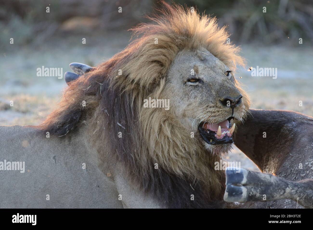 Male lion eating on a buffalo carcass hi-res stock photography and ...