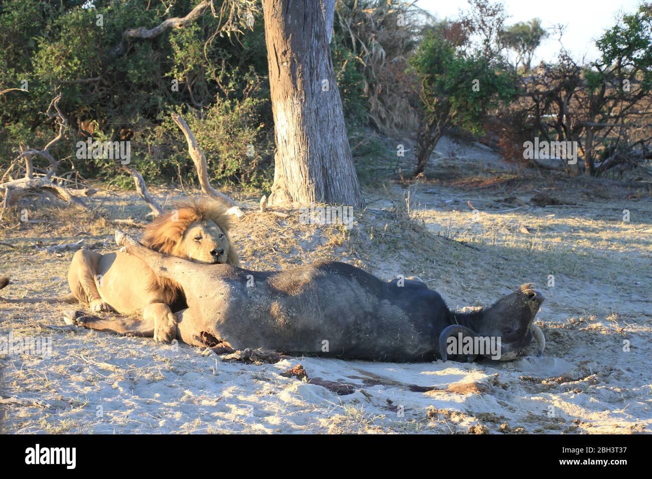 Male lion feeding on a carcass Stock Photo - Alamy