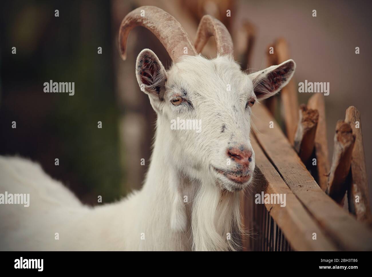 Portrait of a white goat in the barnyard Stock Photo - Alamy