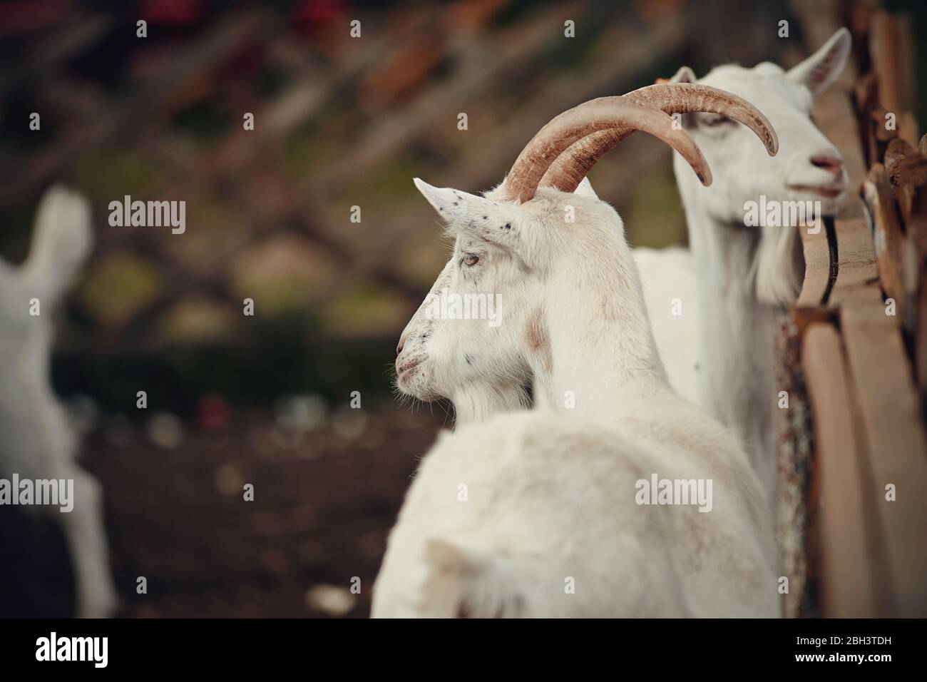 Goats behind a fence hi-res stock photography and images - Alamy