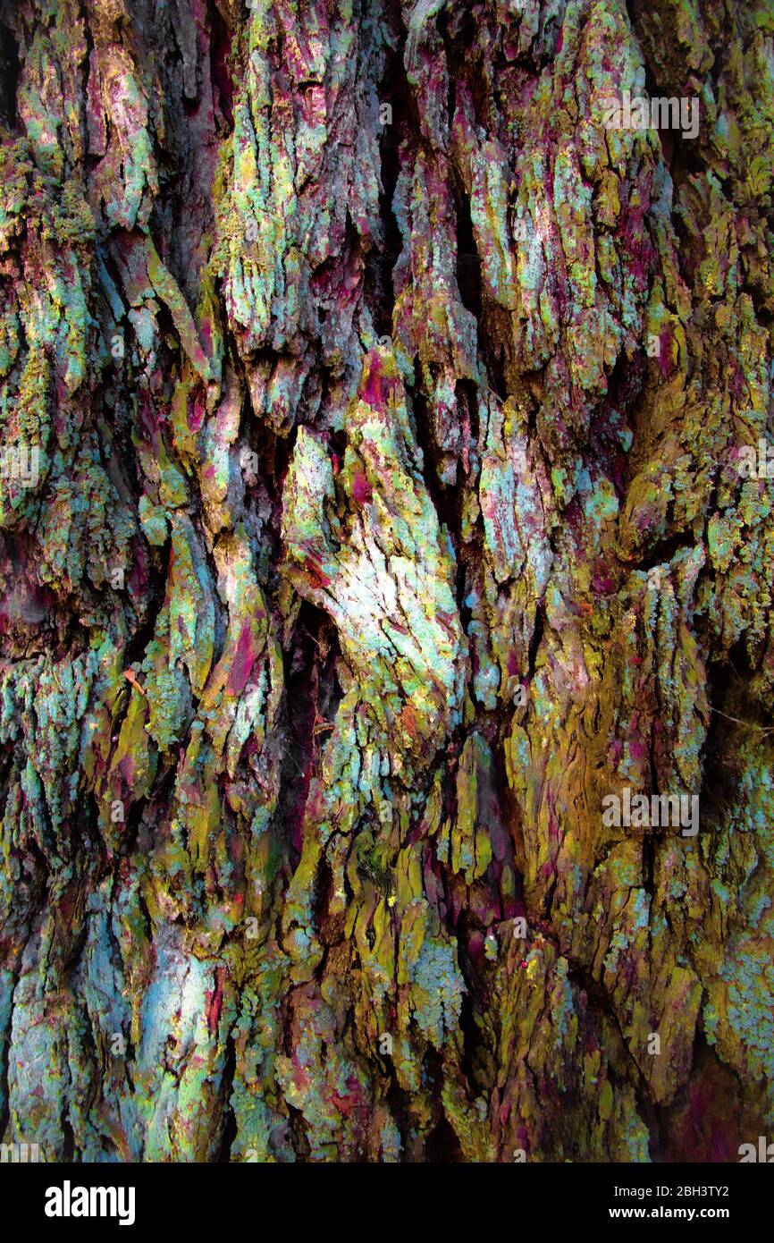 Texture and colors of the bark of a redwood tree Stock Photo - Alamy