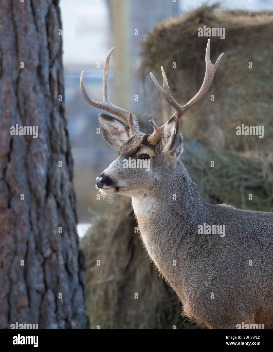 Mule deer trophy hi-res stock photography and images - Alamy
