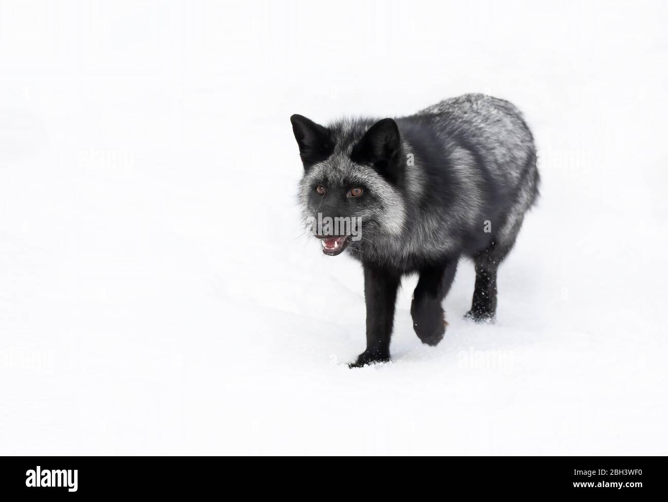 Silver fox (Vulpes vulpes) a melanistic form of the red fox in the snow ...