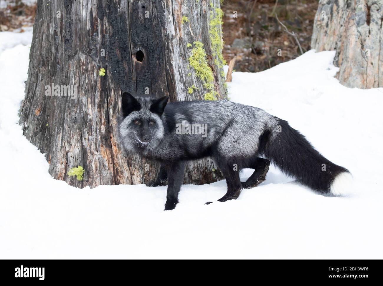 Silver fox (Vulpes vulpes) a melanistic form of the red fox in the snow ...