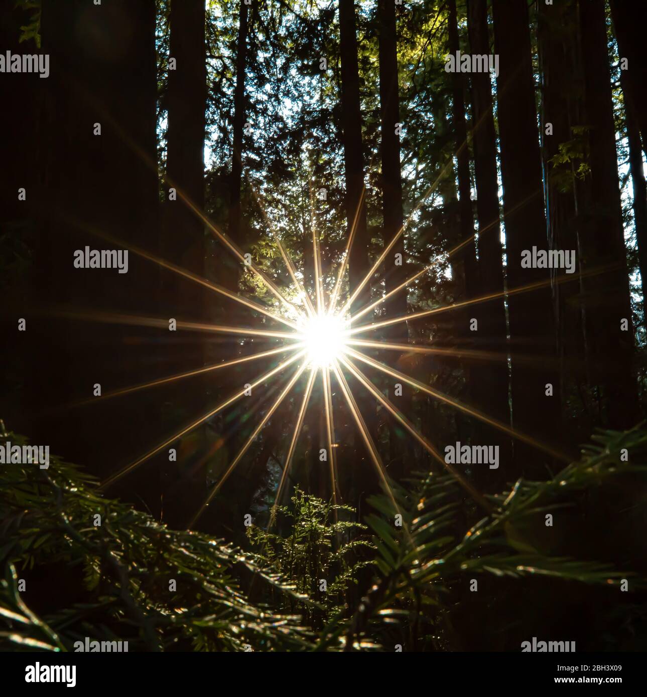 sunburst sunlight in a beautiful forest of trees and ferns Stock Photo ...
