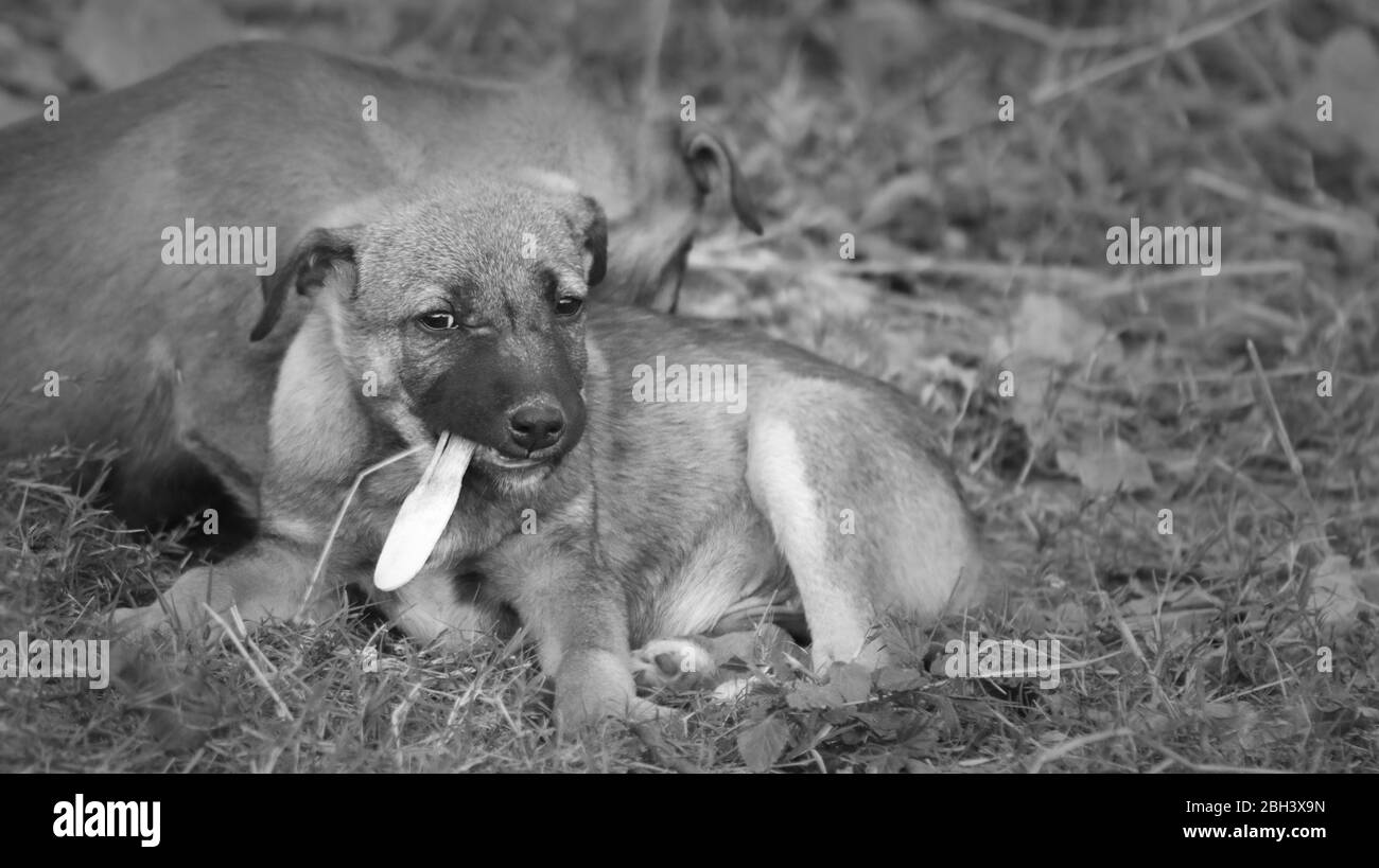 Animal homelessness hi-res stock photography and images - Alamy