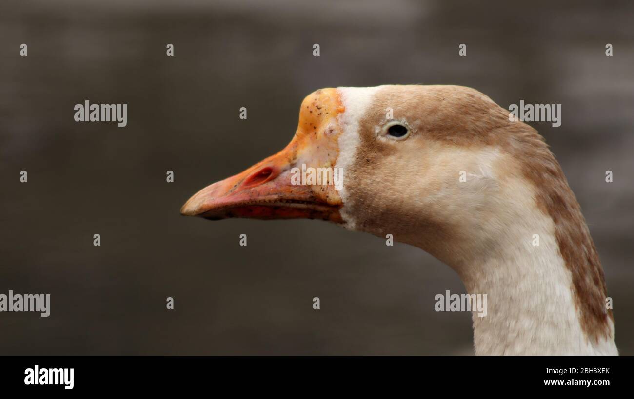 Japanese wild goose hi-res stock photography and images - Alamy