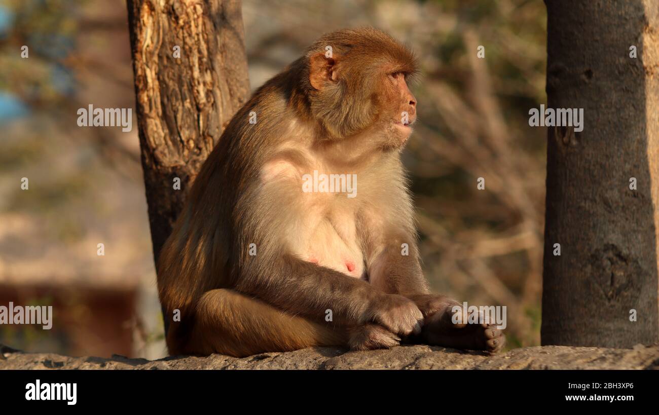 Rhesus macaques sitting on brick wall Stock Photo - Alamy