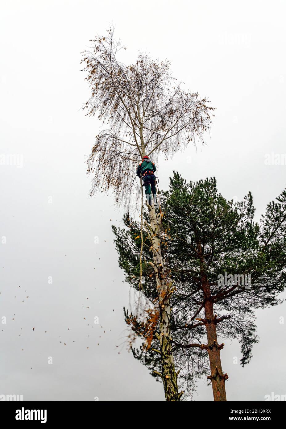 Prunning a tree hi-res stock photography and images - Alamy