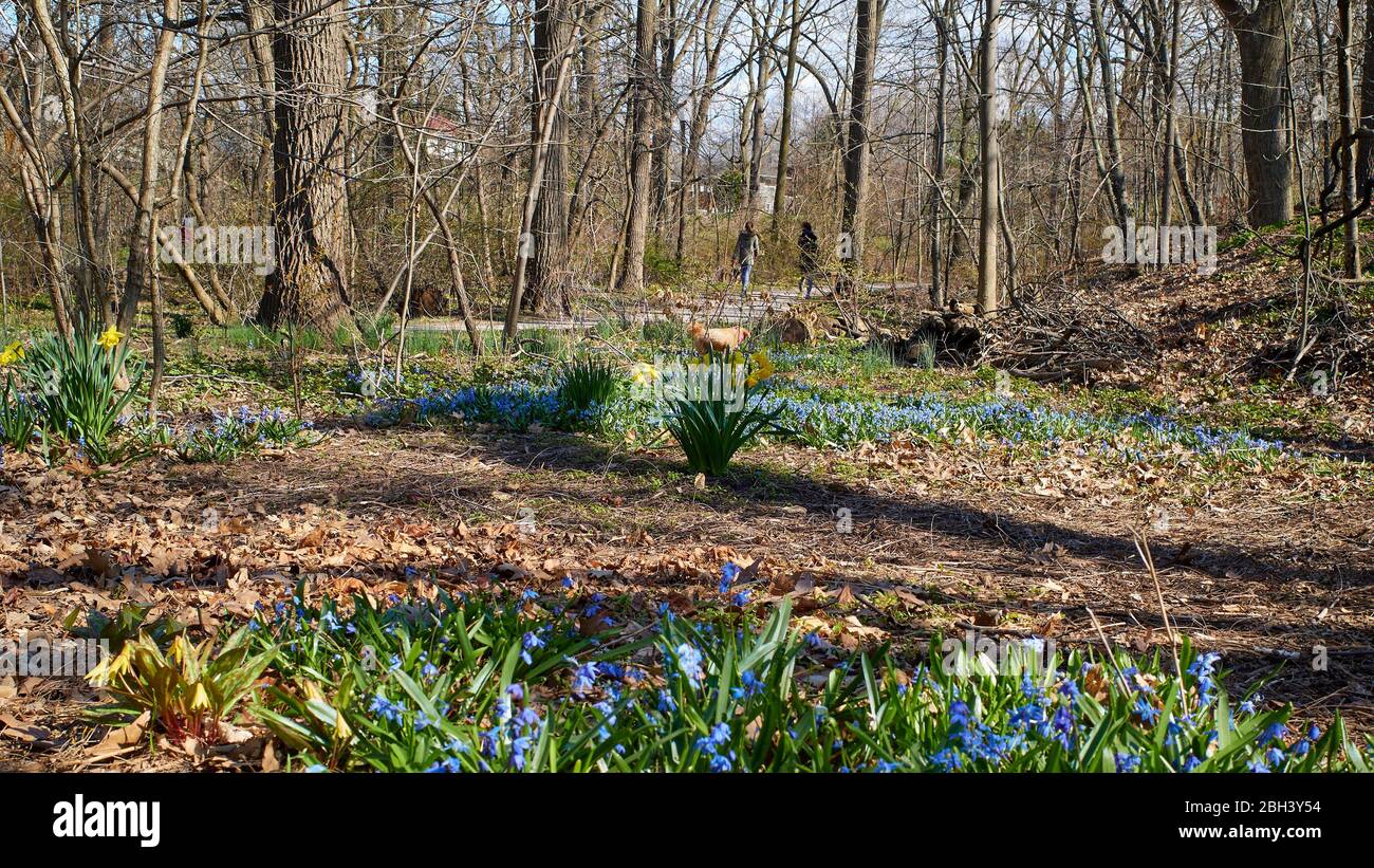 Woodland in springtime hi-res stock photography and images - Alamy