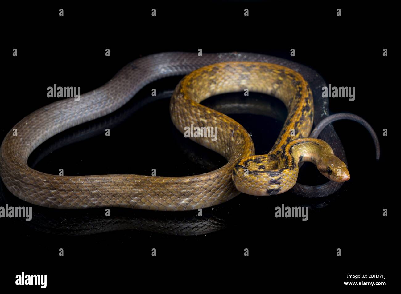 Coelognathus flavolineatus, the black copper rat snake or yellow ...