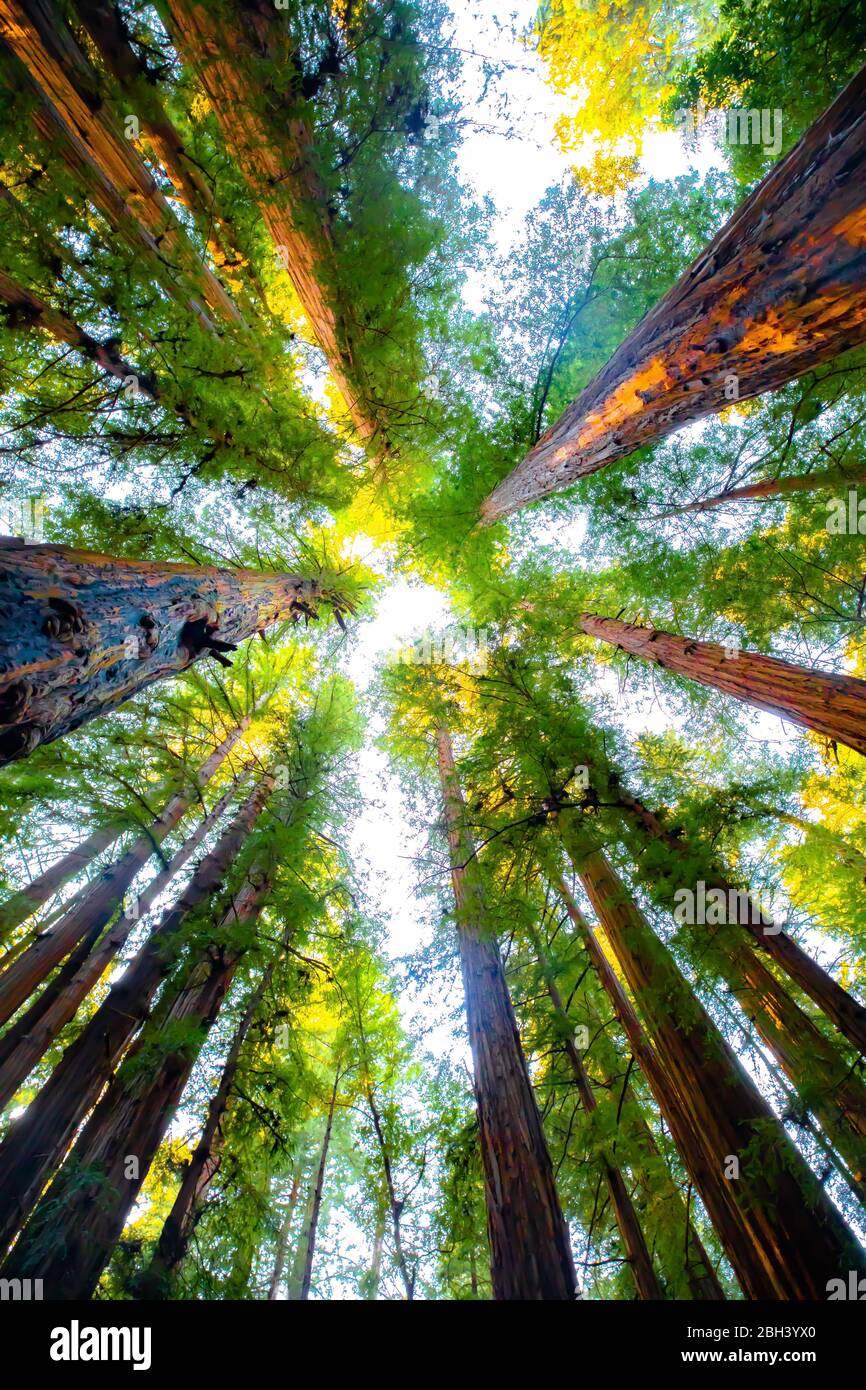 Looking up at a forest hi-res stock photography and images - Alamy