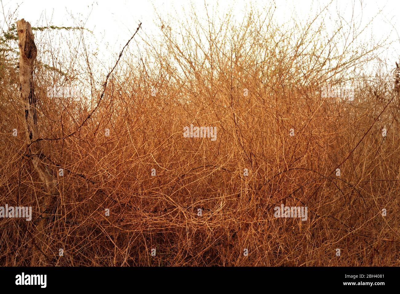 Tumbleweed hi-res stock photography and images - Alamy
