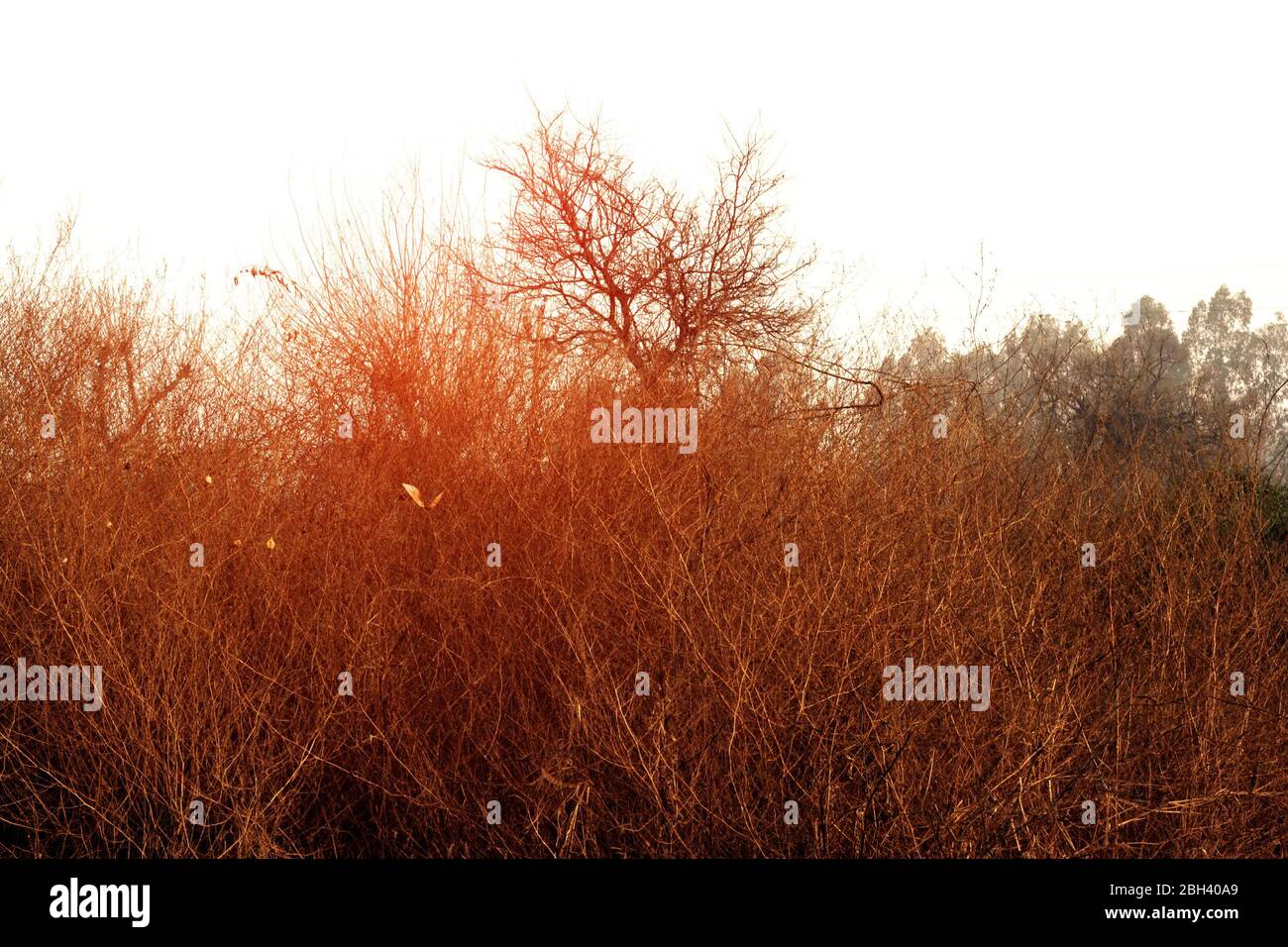 brown color Tumbleweed bush during sunset time Stock Photo - Alamy