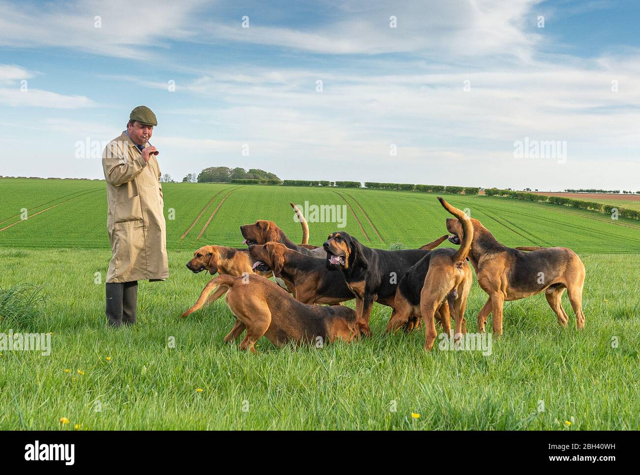 Clapping dog hi-res stock photography and images - Alamy