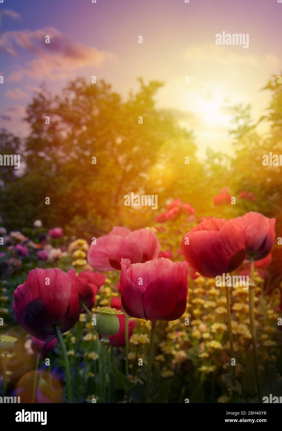 art Beautiful spring flowers; floral garden background Stock Photo - Alamy