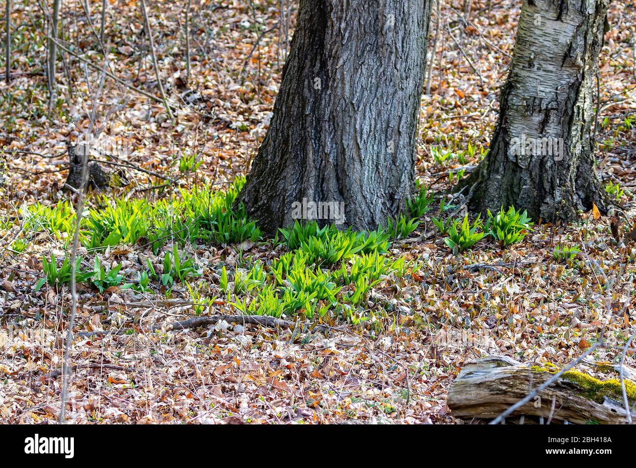 Wild Ramps - wild garlic ( Allium tricoccum), commonly known as ramp ...