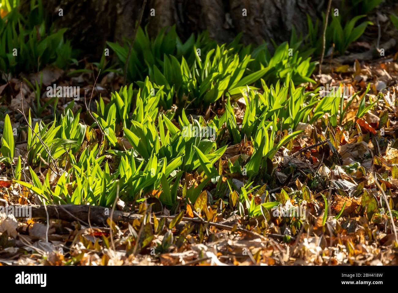 Wild Ramps - wild garlic ( Allium tricoccum), commonly known as ramp ...