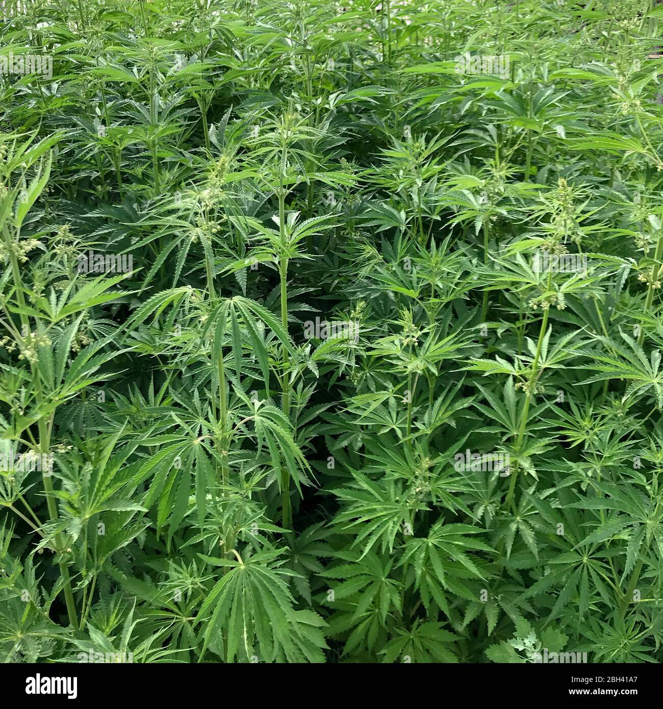 Midwest Wild Hemp Plant