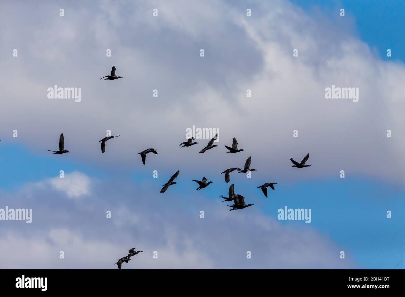 Cormorant with fish in its mouth hi-res stock photography and images - Alamy