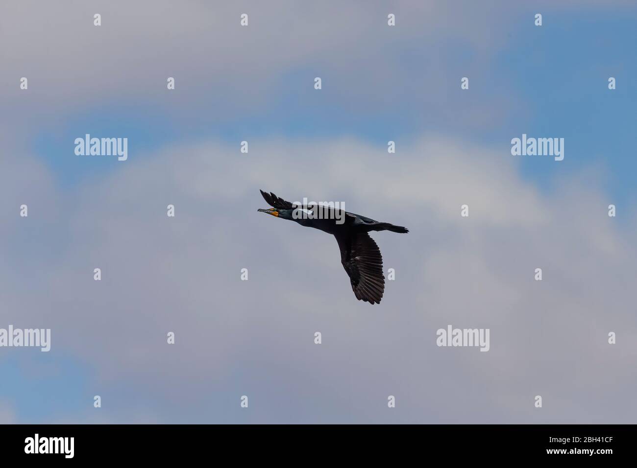 Cormorant in flight. Every spring, large flocks of cormorants fly to ...