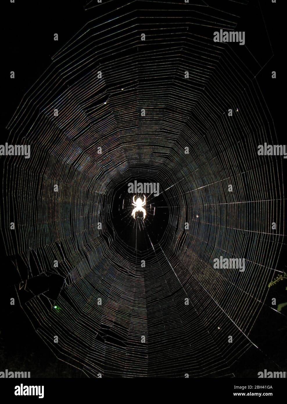 Camera flash illuminates a spider and its web at night Stock Photo - Alamy