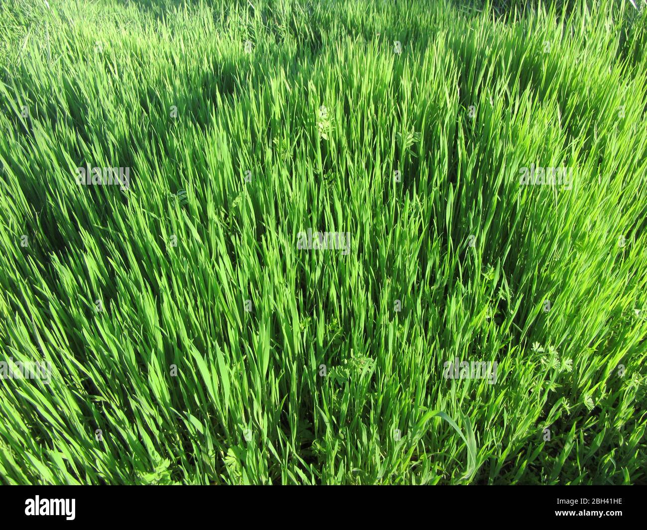 Lush, long, brilliant green grass grows in a meadow in the spring Stock ...